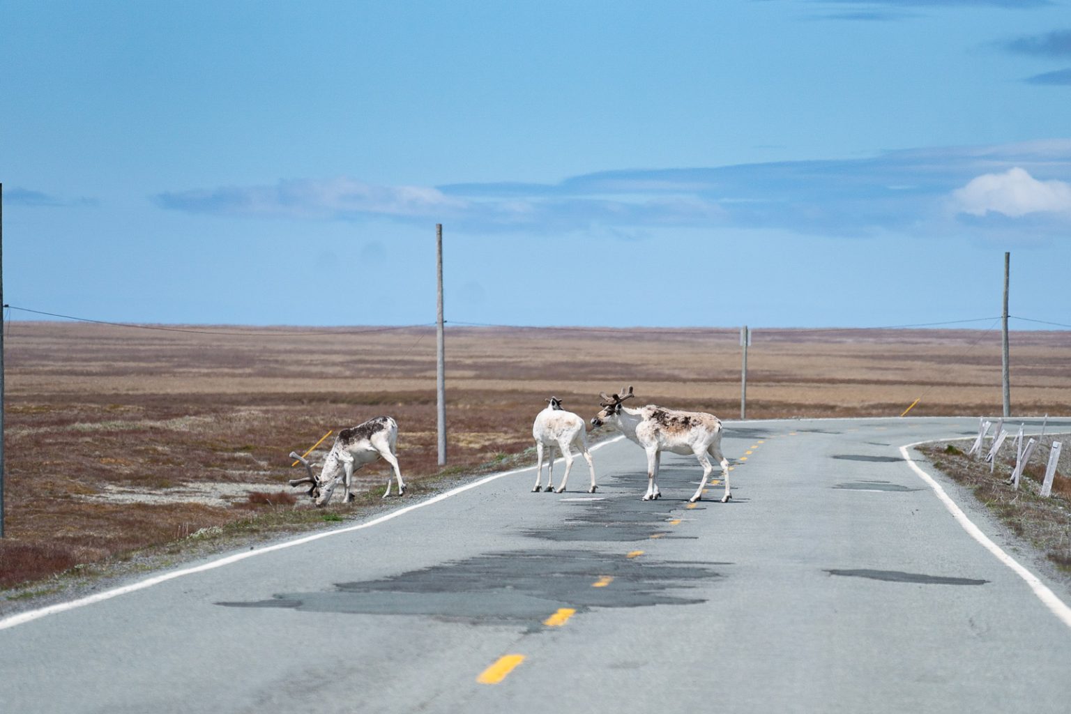 An Epic Newfoundland Road Trip - Where IS The World